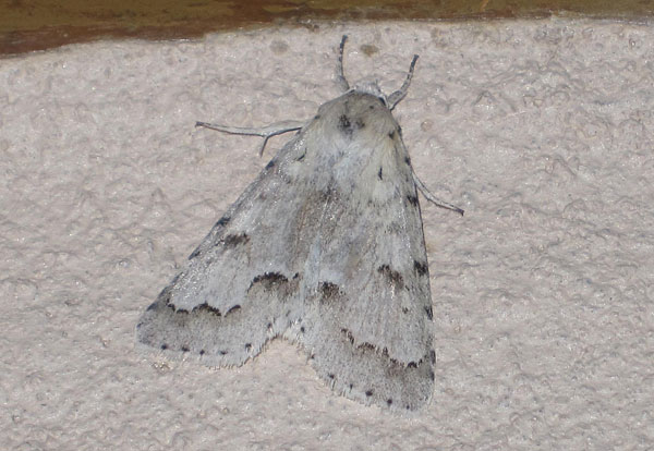 Moths of Chicken Inferno 2009 - 10,000 Birds