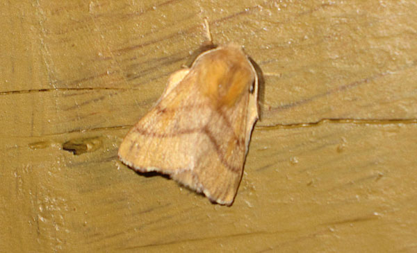 Moths of Chicken Inferno 2009 - 10,000 Birds