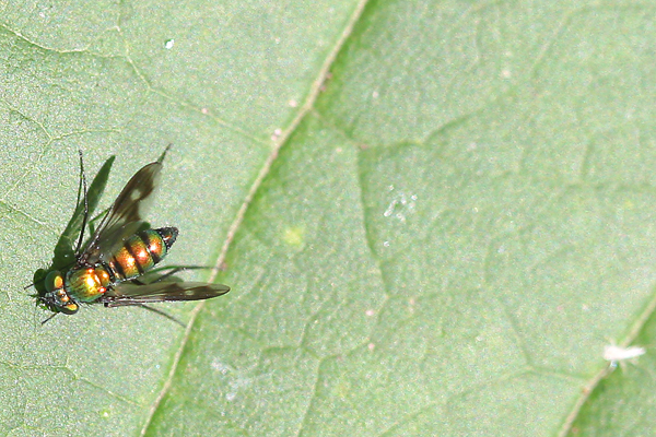 Mountain Ash Trees Doing Great - 10,000 Birds