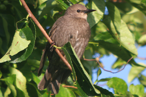 The Jersey Curse - 10,000 Birds