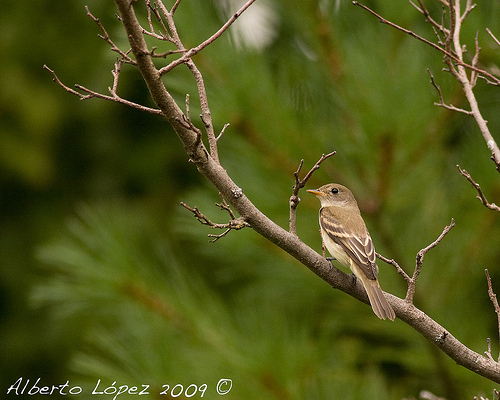 Empid ID Challenge - 10,000 Birds