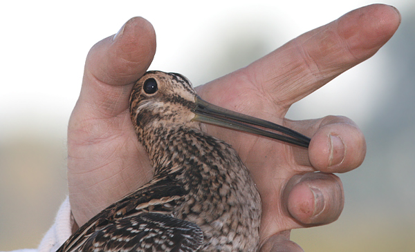 Ottawa By Way of Ohio - 10,000 Birds