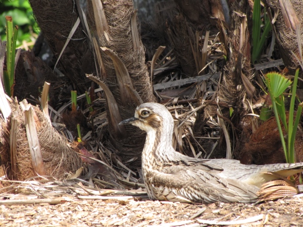 Bush Stone Curlews - 10,000 Birds