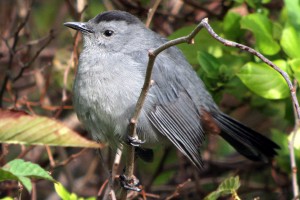 What is a Catbird? - 10,000 Birds