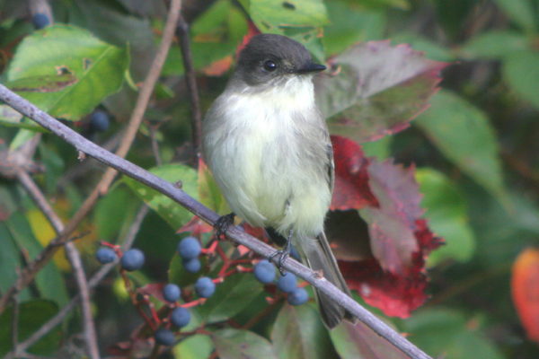 Eastern Phoebes in Fall - 10,000 Birds