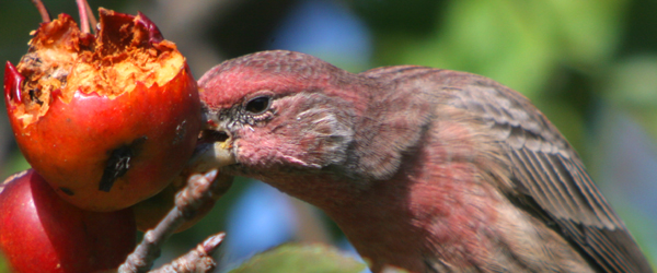 House Finch Eating Crabapple - 10,000 Birds
