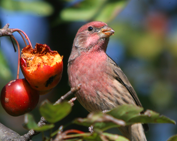 House Finch Eating Crabapple - 10,000 Birds