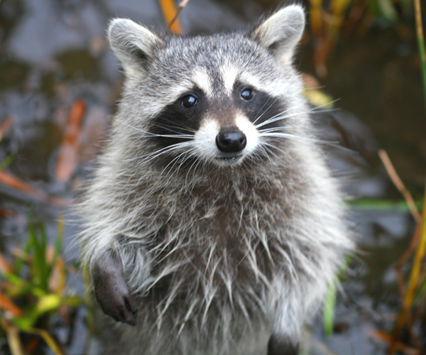 Central Park Raccoons - 10,000 Birds