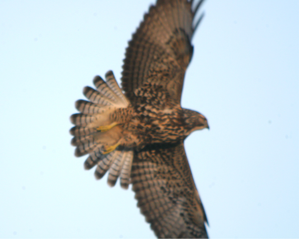 Swainson’s Hawk in New York State - 10,000 Birds