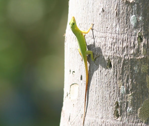 Jamaican Croaking Lizard - 10,000 Birds
