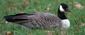 Cackling Goose at Flushing Meadows Park - 10,000 Birds