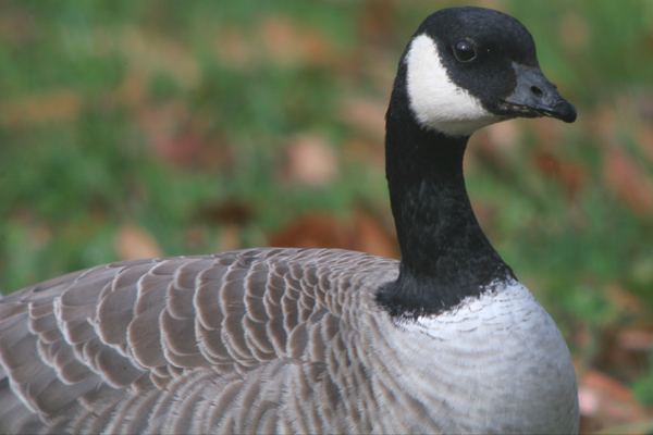 Cackling Goose at Flushing Meadows Park - 10,000 Birds