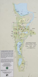 Cackling Goose at Flushing Meadows Park - 10,000 Birds