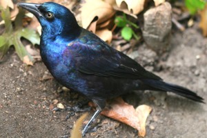 What is a Grackle? - 10,000 Birds