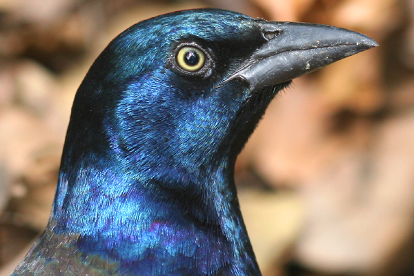 What is a Grackle? - 10,000 Birds