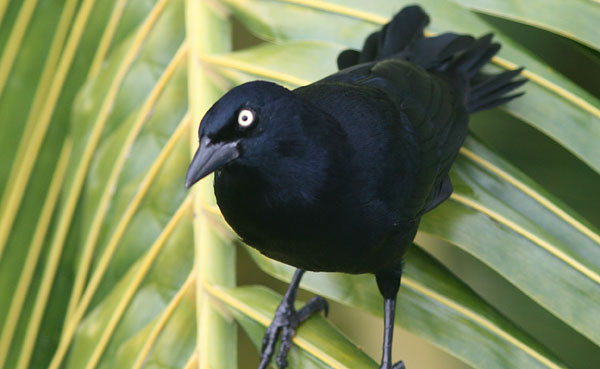 What is a Grackle? - 10,000 Birds