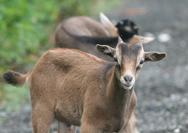 Eager for Ecclesdown Road - 10,000 Birds