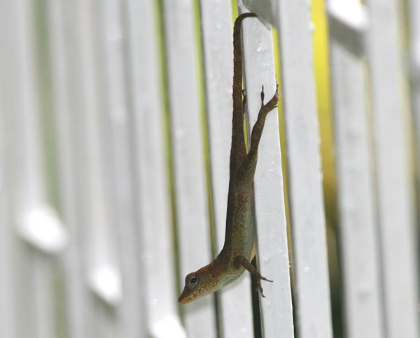 Jamaican Croaking Lizard - 10,000 Birds