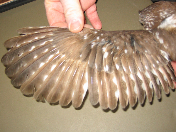 Exodus: The Migration of Saw-whet Owls in North America - 10,000 Birds