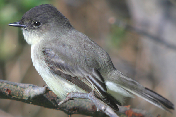 Eastern Phoebes in Fall - 10,000 Birds