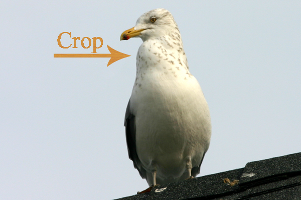 What is a Bird’s Crop? - 10,000 Birds