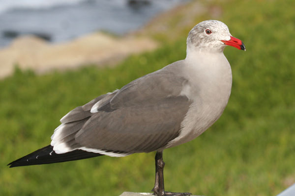 What is a Bird’s Crop? - 10,000 Birds