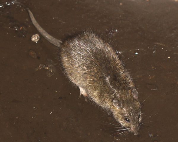 New York City Subway Rats - 10,000 Birds