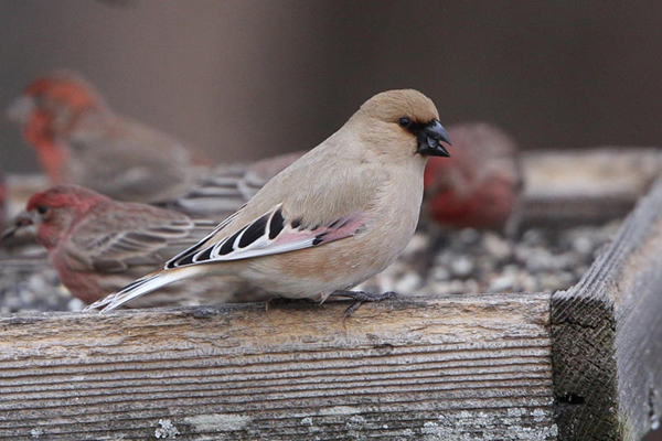 Desert Finch in Arkansas (!?!?!) - 10,000 Birds