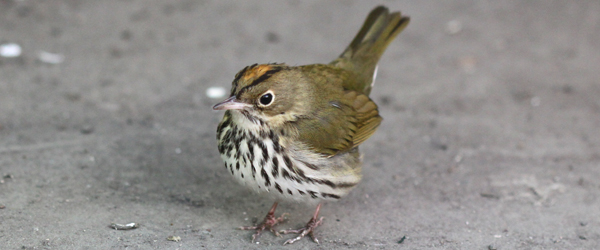 Robert Frost’s “The Oven Bird” - 10,000 Birds