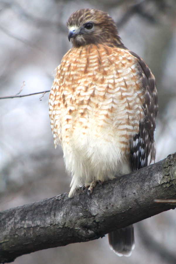 Red-shouldered Hawk in Forest Park, Queens, New York - 10,000 Birds
