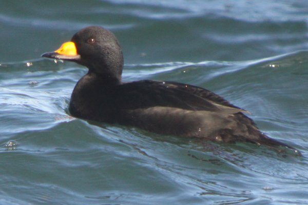 Black Scoter Melanitta americana - 10,000 Birds