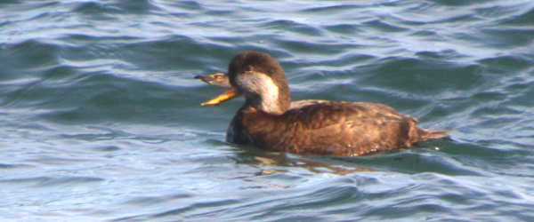 Black Scoter Melanitta americana - 10,000 Birds