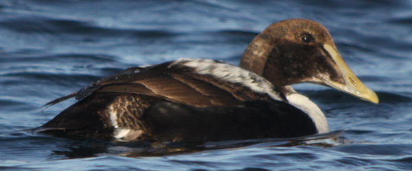 Common Eider Somateria mollissima - 10,000 Birds
