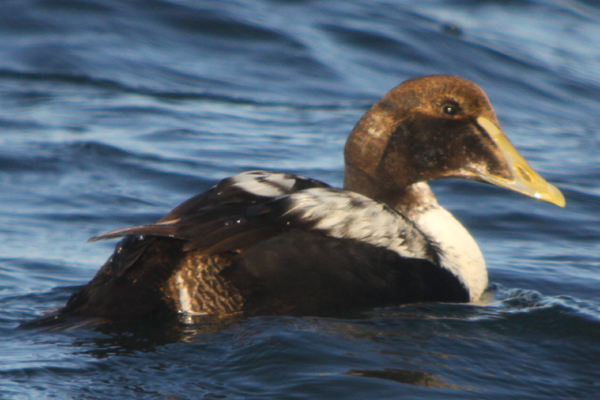 Common Eider Somateria mollissima - 10,000 Birds