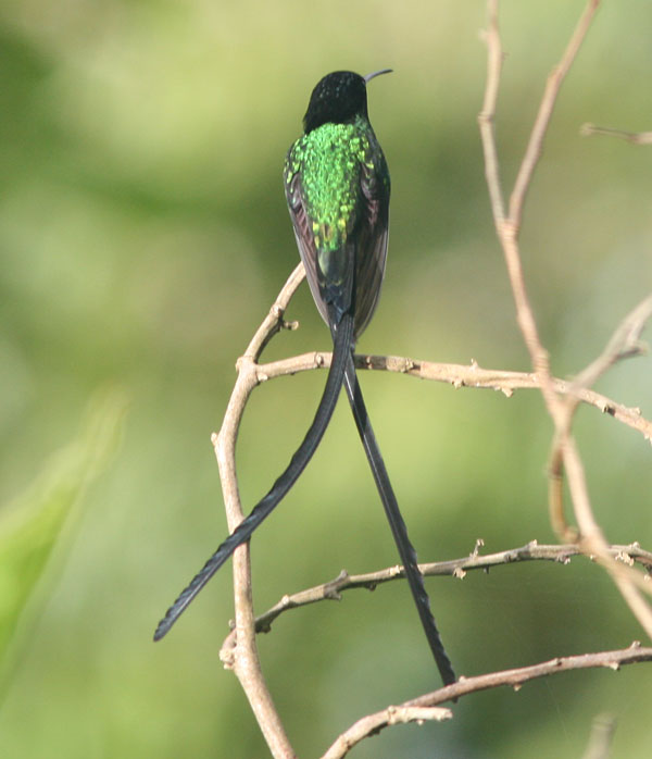 Black-billed Streamertail - 10,000 Birds