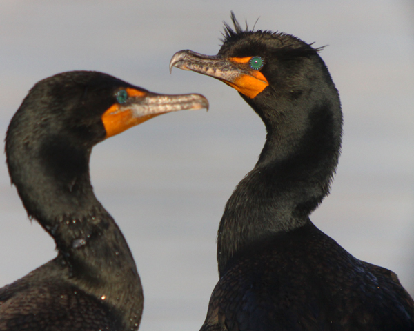 Double-crested Cormorant Phalacrocorax auritus - 10,000 Birds