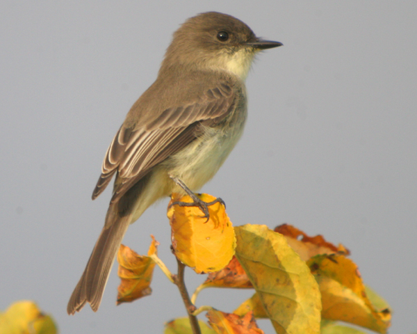 Where’s My Phoebe? - 10,000 Birds