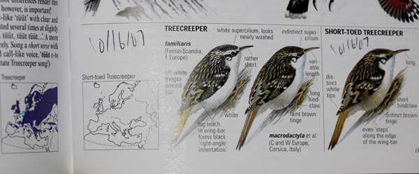 Short-toed Treecreepers Do Not Exist - 10,000 Birds