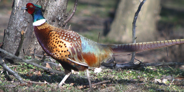 Ring-necked Pheasant Phasianus colchicus in Kissena Corridor Park ...