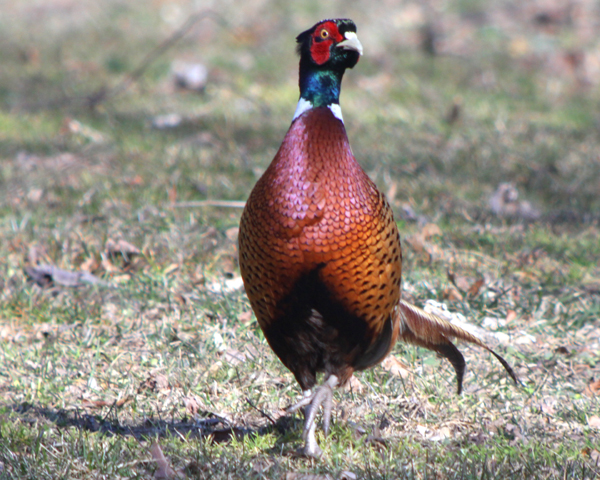 Ring-necked Pheasant Phasianus colchicus in Kissena Corridor Park ...