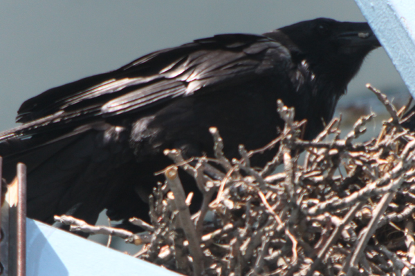 Ravens in Queens are Feeding Young - 10,000 Birds