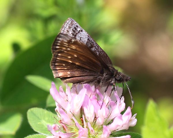 Insects in Rockland County and Orange County - 10,000 Birds