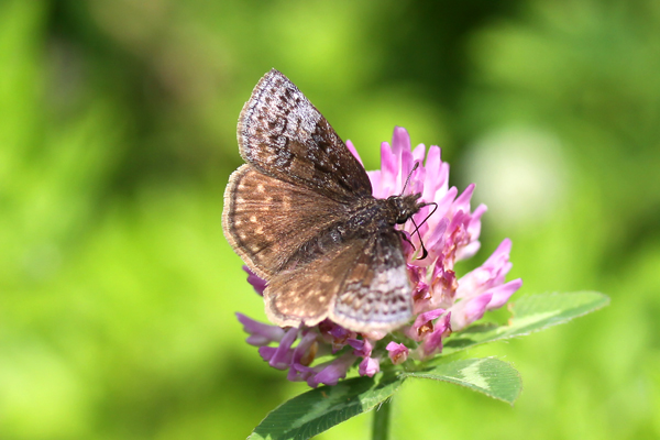 Insects in Rockland County and Orange County - 10,000 Birds