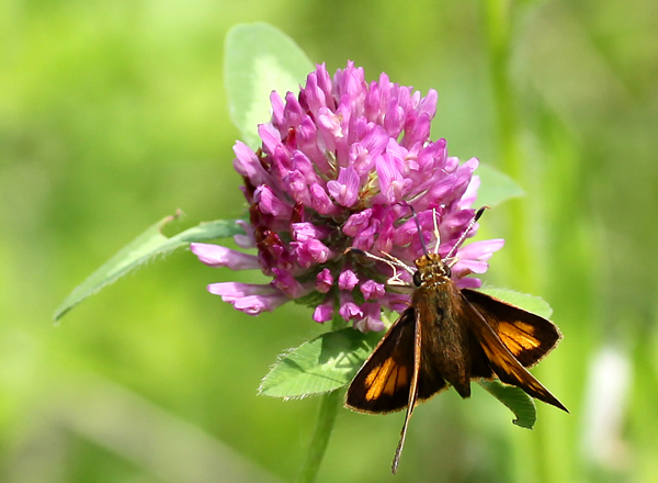 Insects in Rockland County and Orange County - 10,000 Birds