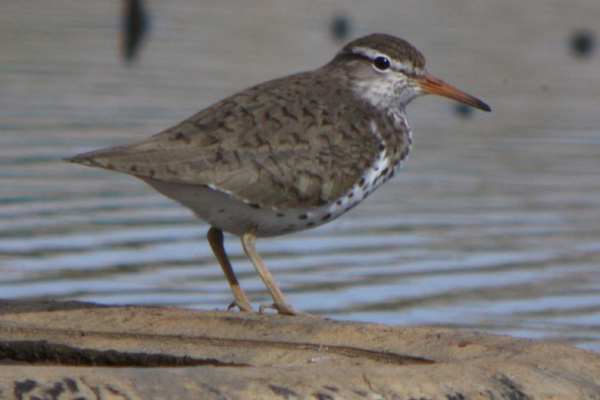 Birding Flushing Airport - 10,000 Birds