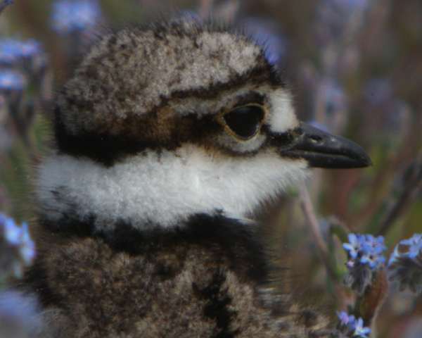 Killfawns are Cute! - 10,000 Birds