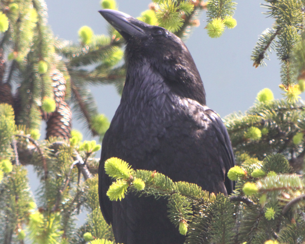 Raven Nestlings Visible - 10,000 Birds
