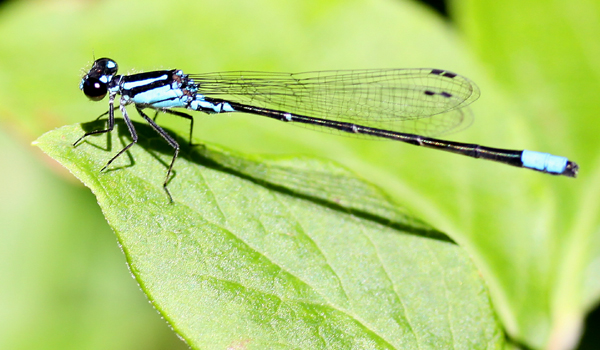 Damselflies at the Calverton Ponds Preserve - 10,000 Birds
