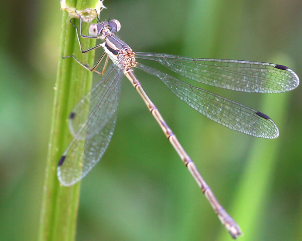 Insects at the Wallkill River National Wildlife Refuge – 10,000 Birds