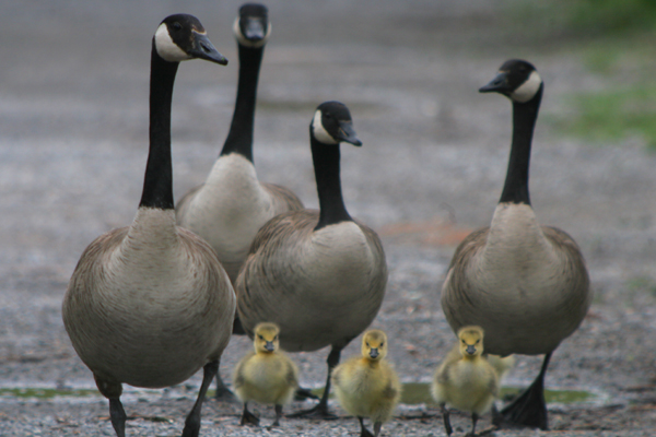 Thoughts on the Gassing of Geese in Prospect Park - 10,000 Birds